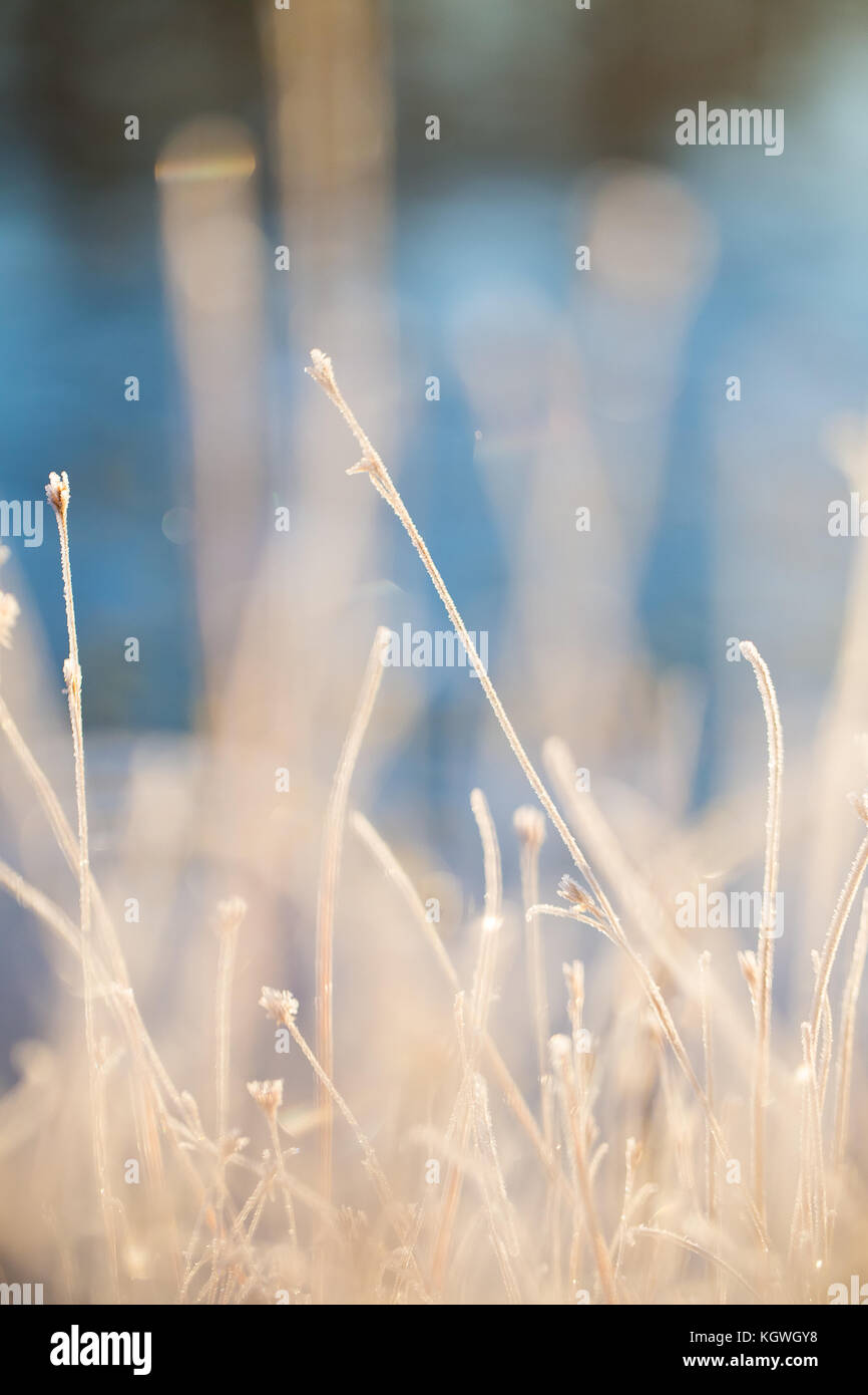 Icy grass hi-res stock photography and images - Alamy
