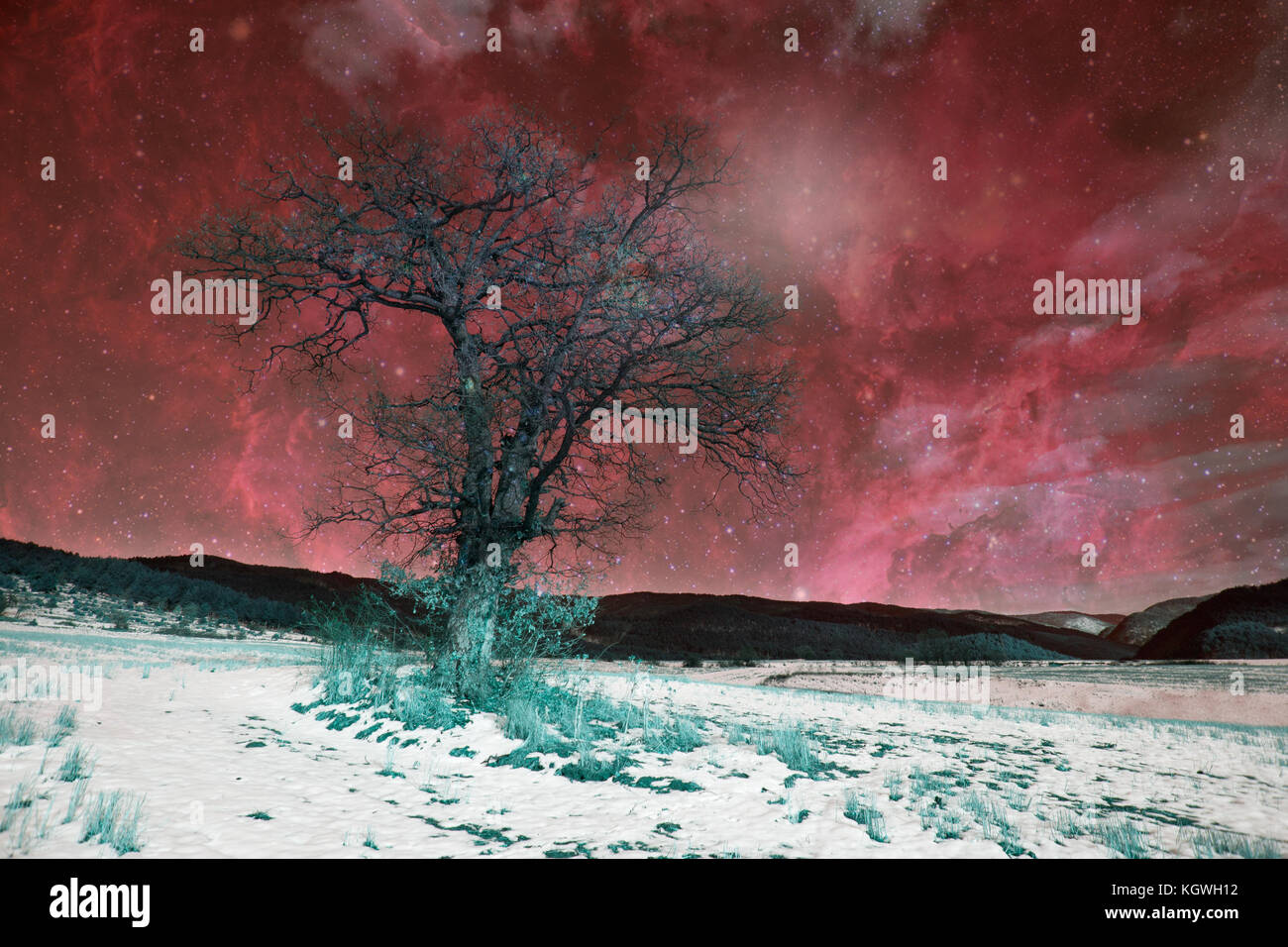 red alien landscape with alone tree silhouette in purple field ...