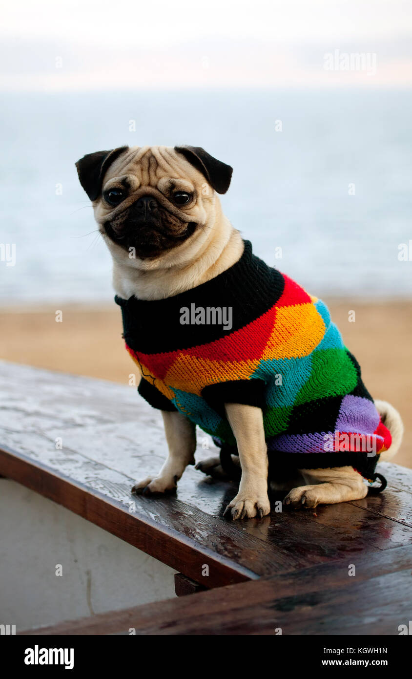 mopps dog dressed in swear in cold weather Stock Photo - Alamy