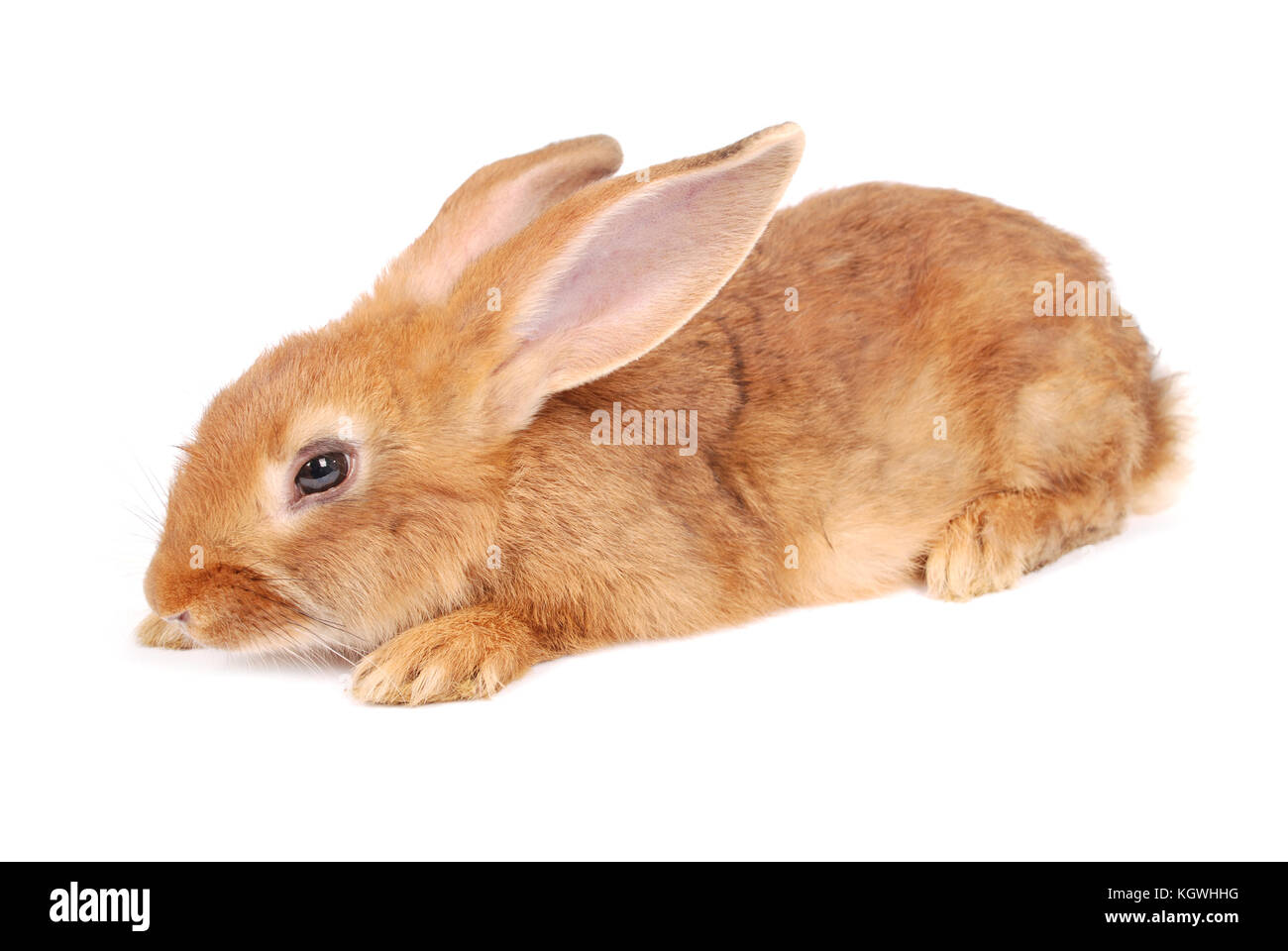 Little orange rabbit isolated on white background Stock Photo - Alamy