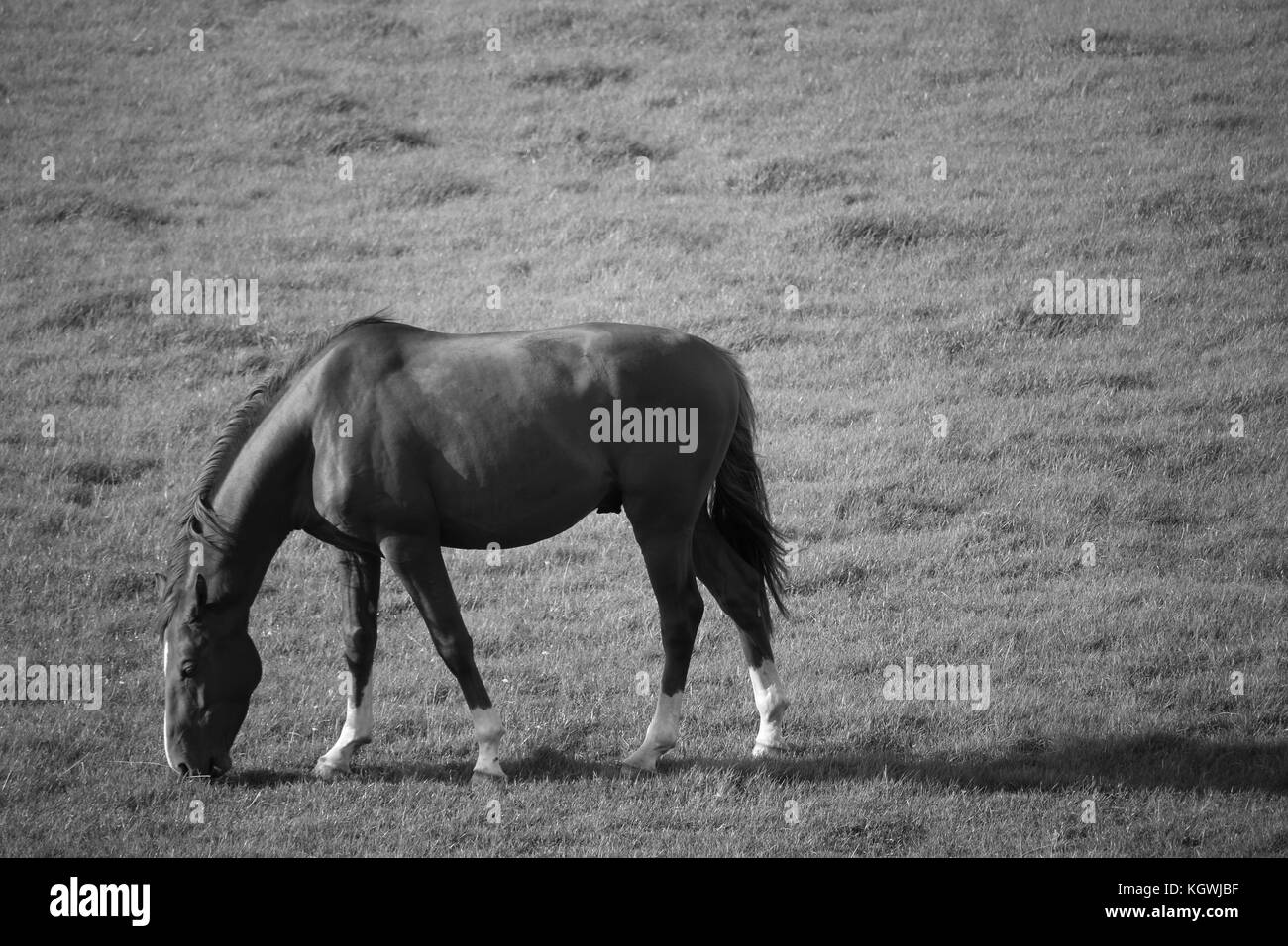Paddock horse hi-res stock photography and images - Alamy