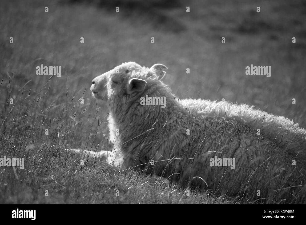 Bathing in the sun hi-res stock photography and images - Alamy
