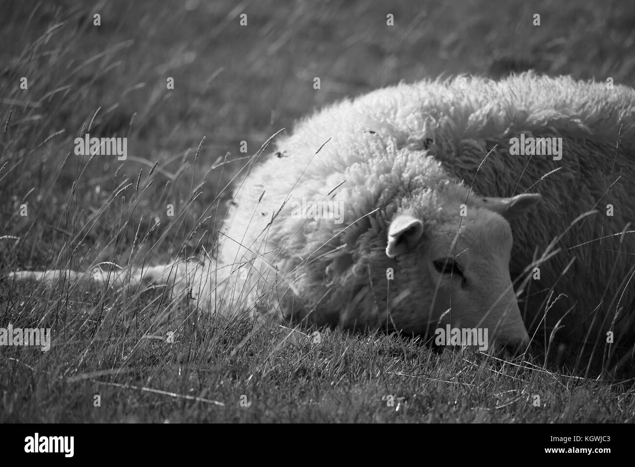 Outdoor relaxing sheep hi-res stock photography and images - Alamy