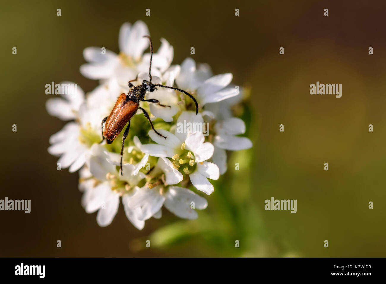 Beautiful natural background with beetle closeup sitting on white ...