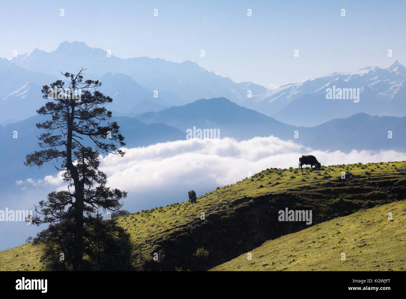 The infinite long green meadows of Dayara Bugyal, uttarakhand, captured ...