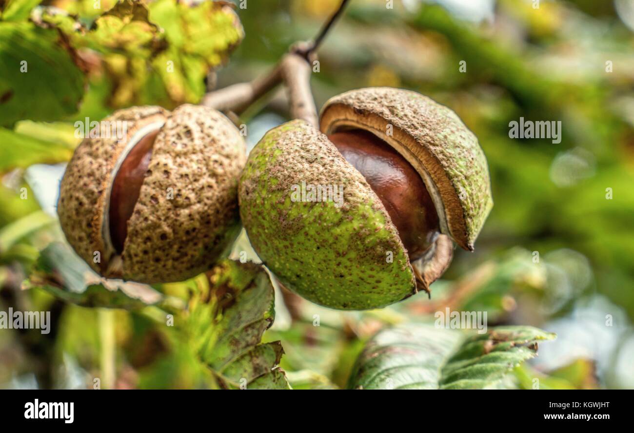 Bleeding canker of horse chestnut hi-res stock photography and images ...