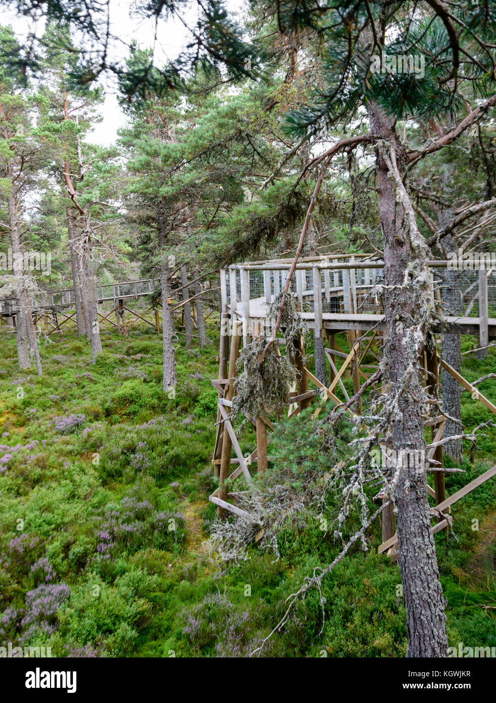Raised platform nature trail hi-res stock photography and images - Alamy