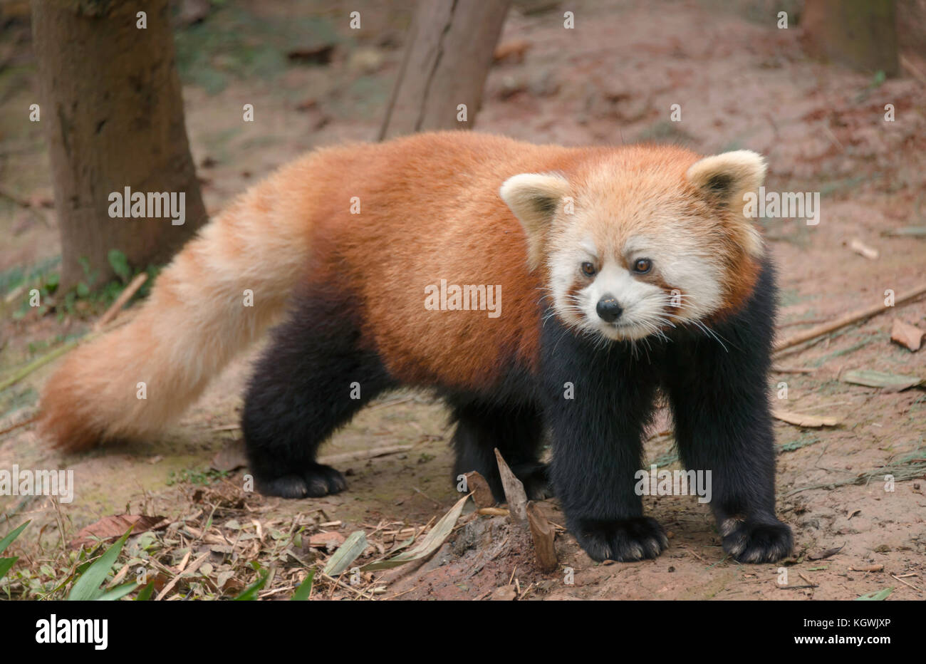 Red Panda On Ground Stock Photo - Alamy