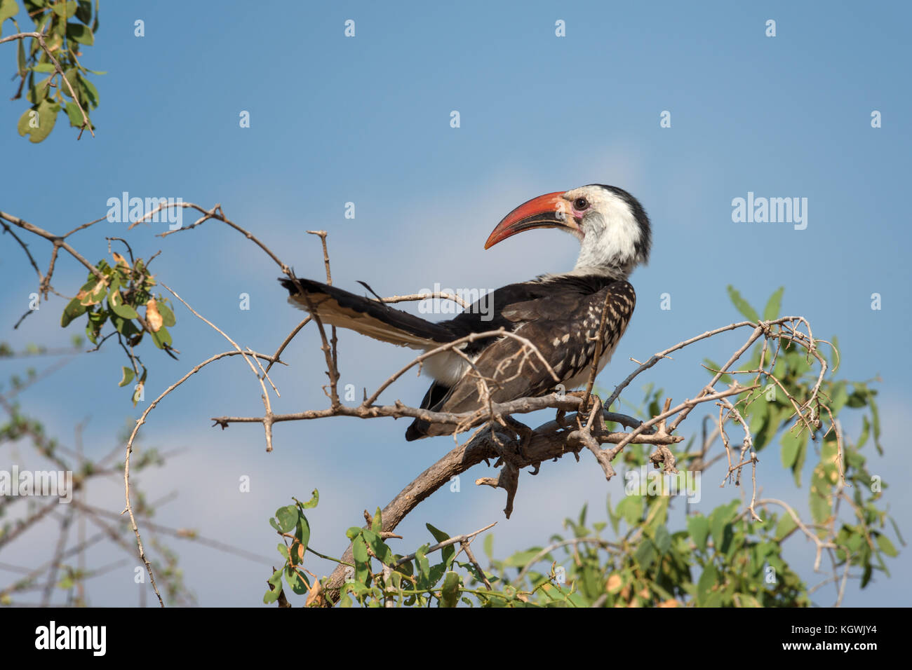 Hornbill in tree hi-res stock photography and images - Alamy