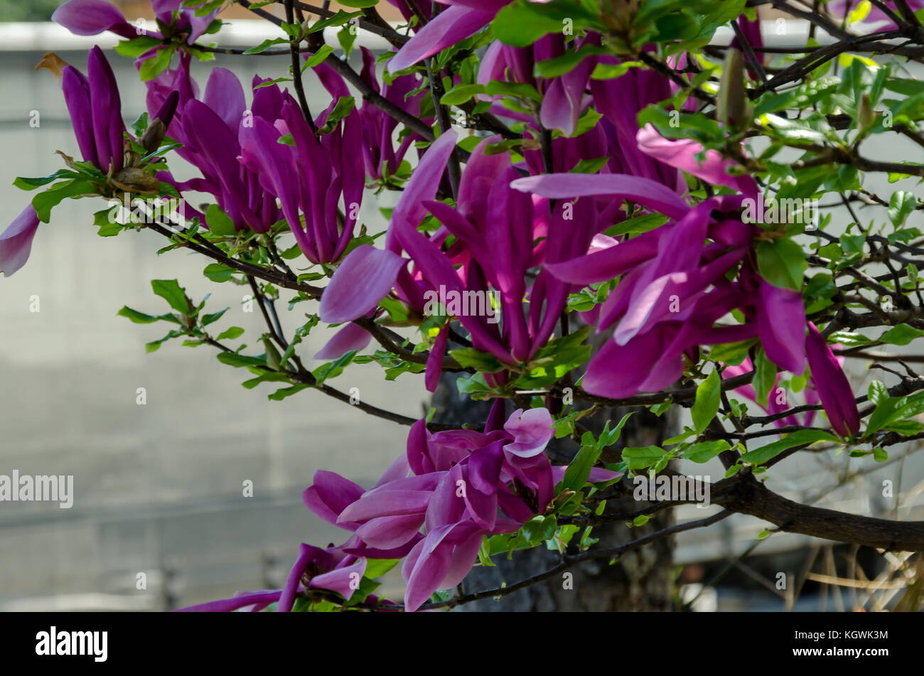 Twig with purple bloom and leaves of magnolia tree at springtime in ...