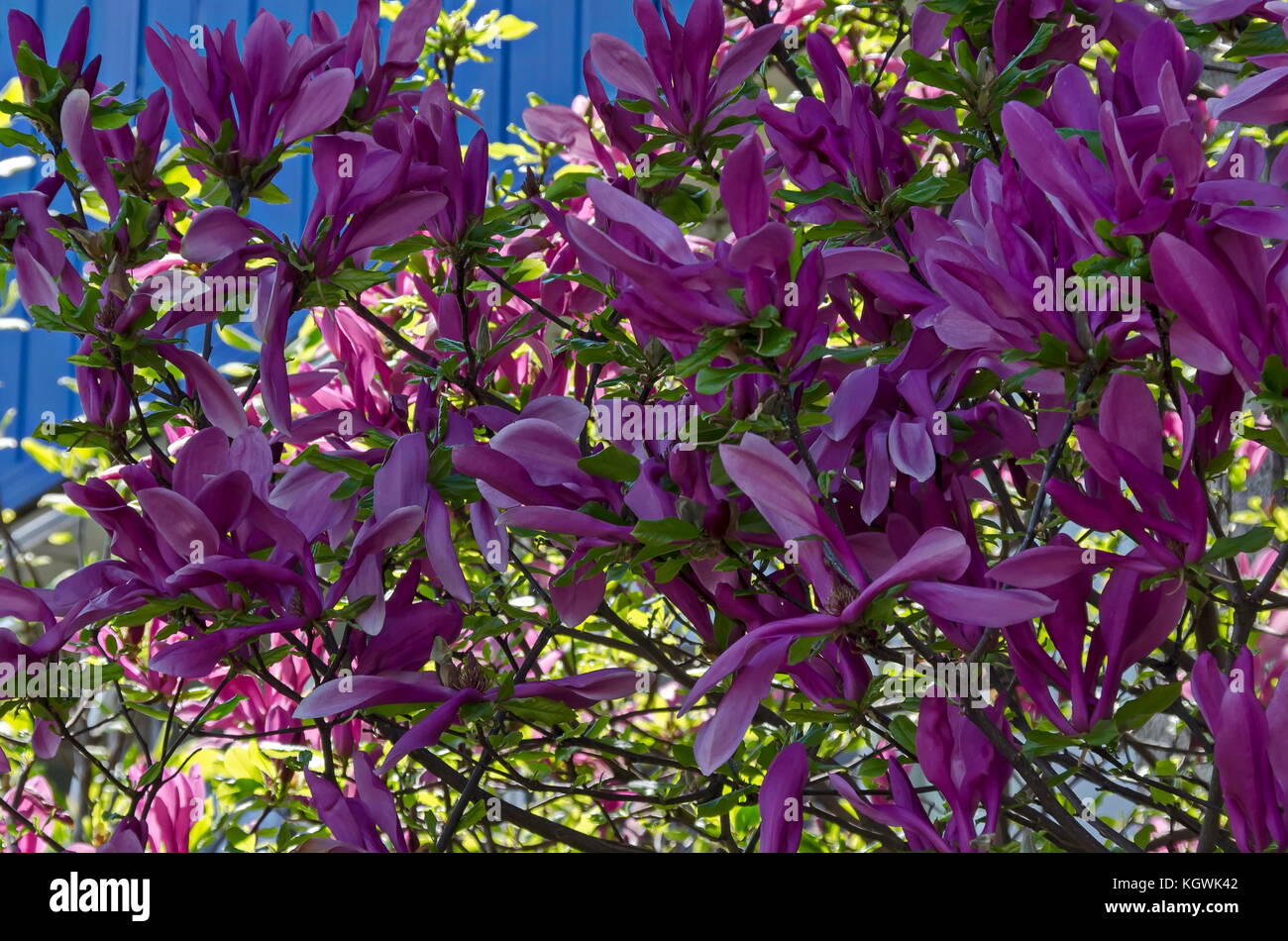 Twig with purple bloom and leaves of magnolia tree at springtime in ...
