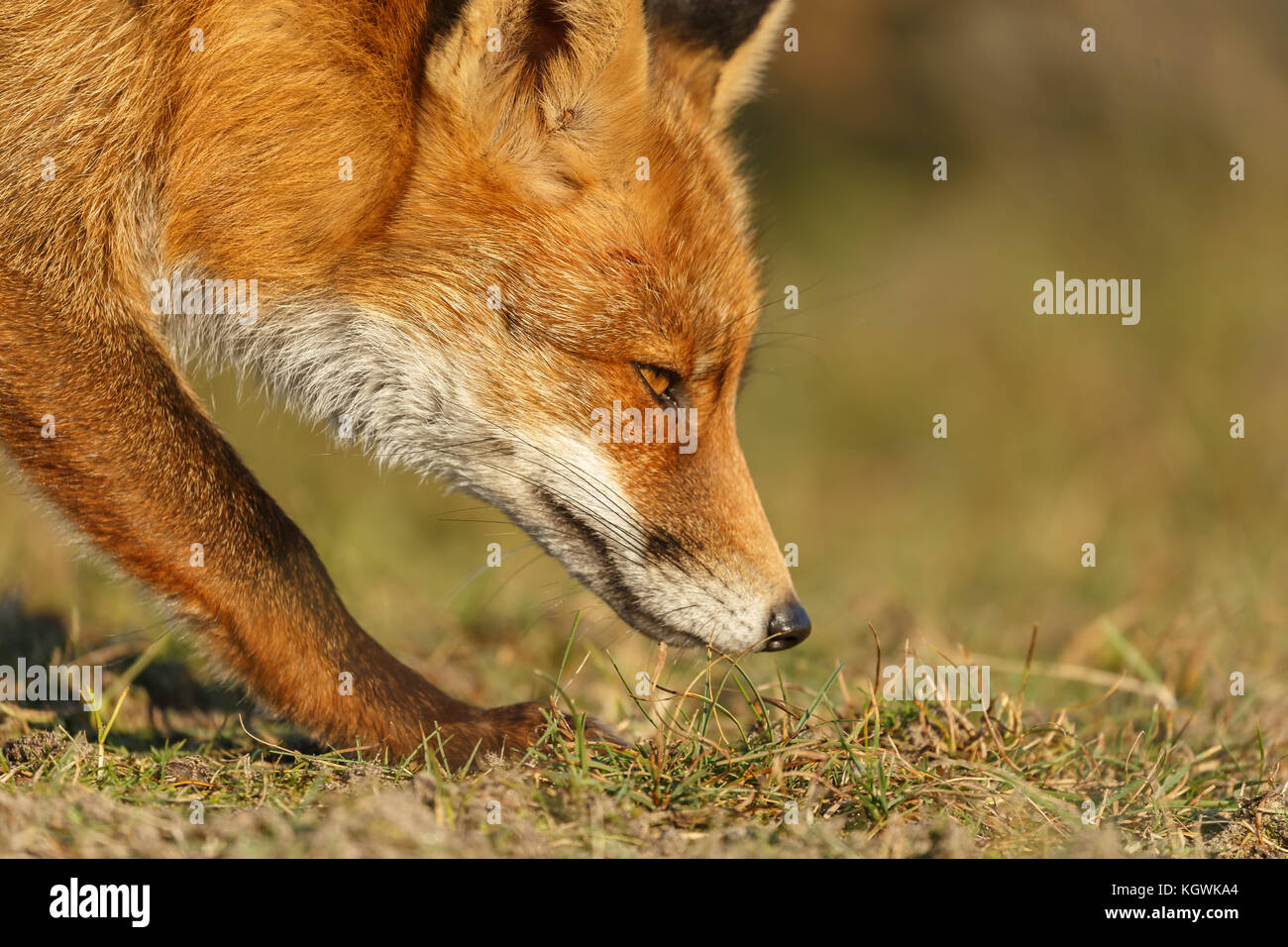 Red fox in nature in during autumn sunlight Stock Photo - Alamy