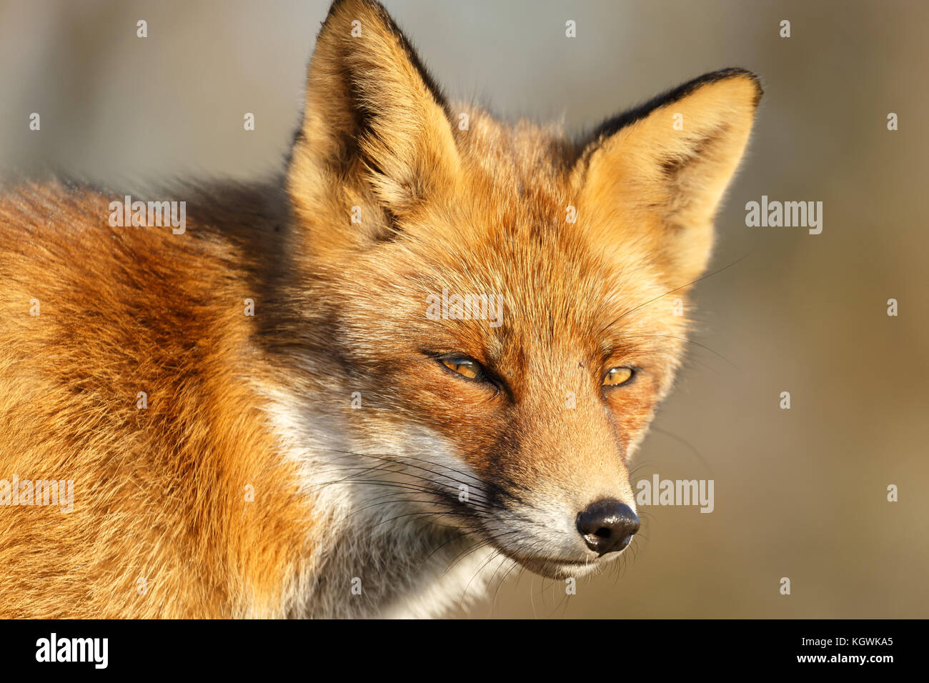 Red fox in nature in during autumn sunlight Stock Photo - Alamy