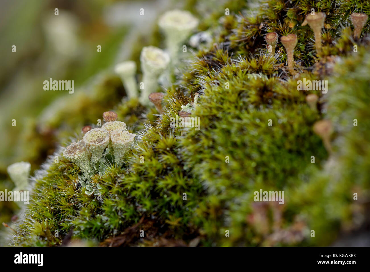 Colorful abstract natural background of green moss and lichen family ...