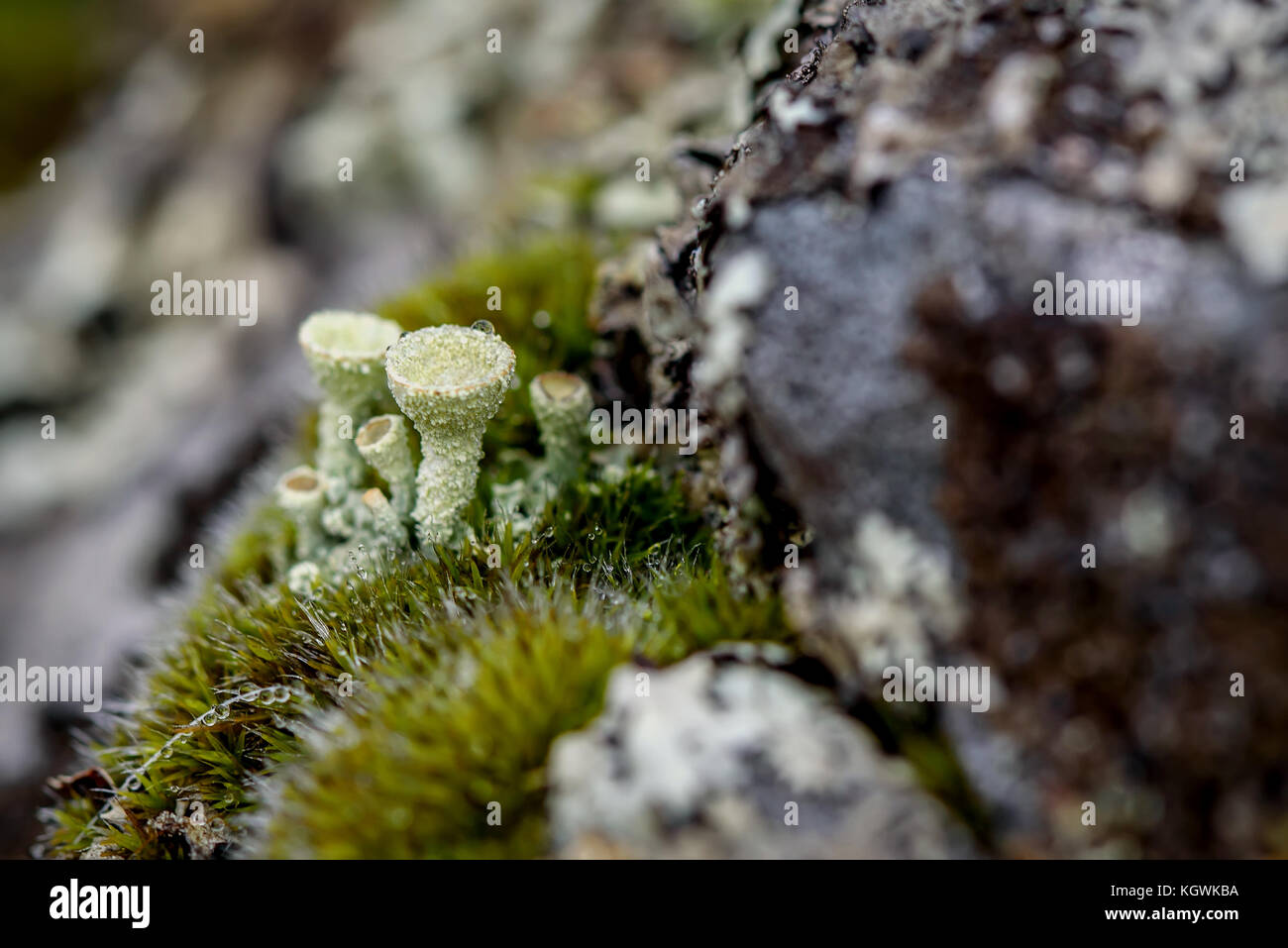 Fungus growing on rocks hi-res stock photography and images - Alamy