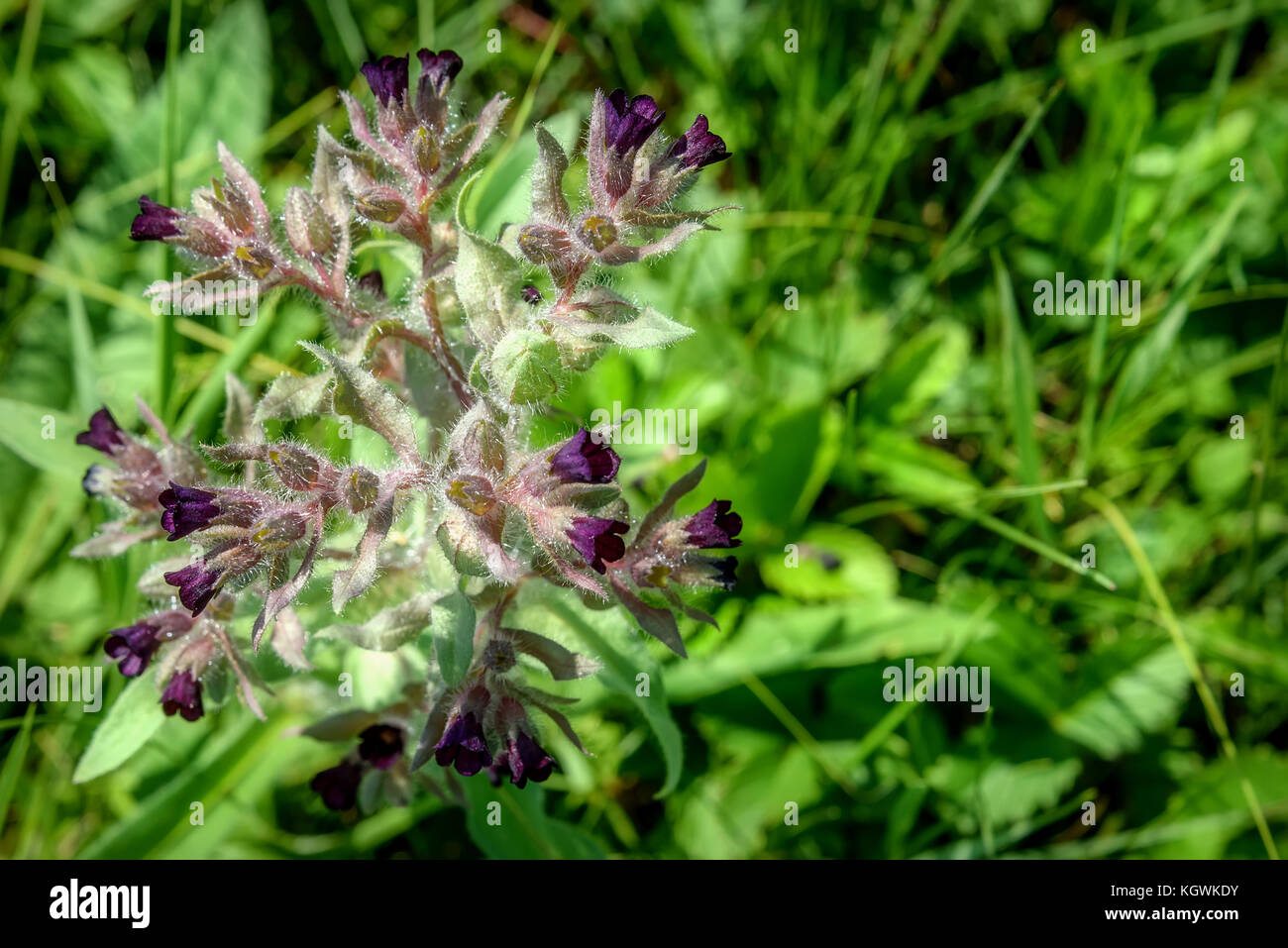 Beautiful natural background with dark maroon wild flower Nonea rossica ...