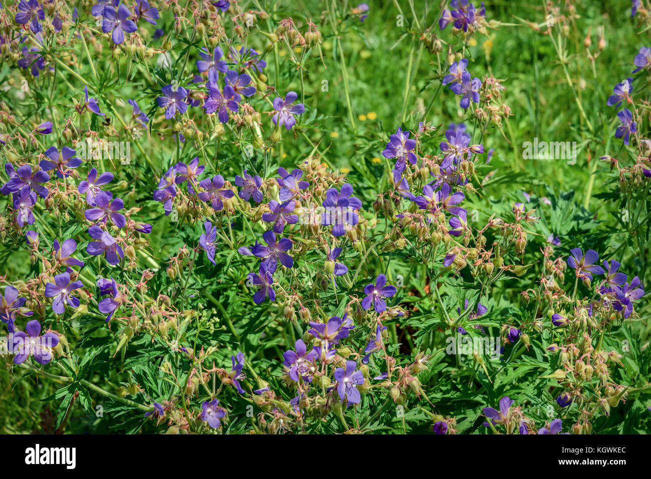 Beautiful floral background with blue wild flowers Geranium pratense in ...