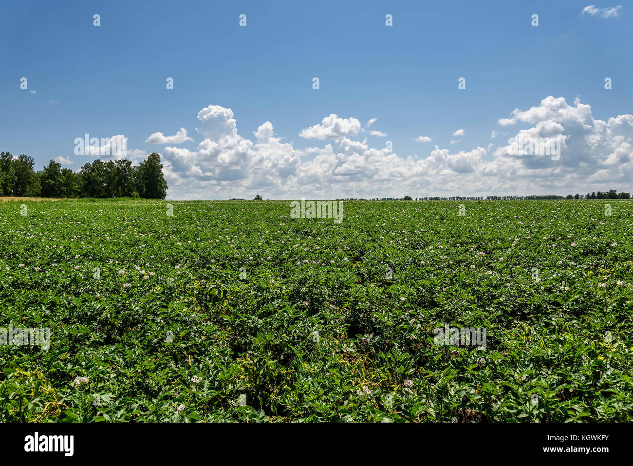 Beautiful rural landscape with bright green field flowering potatoes ...