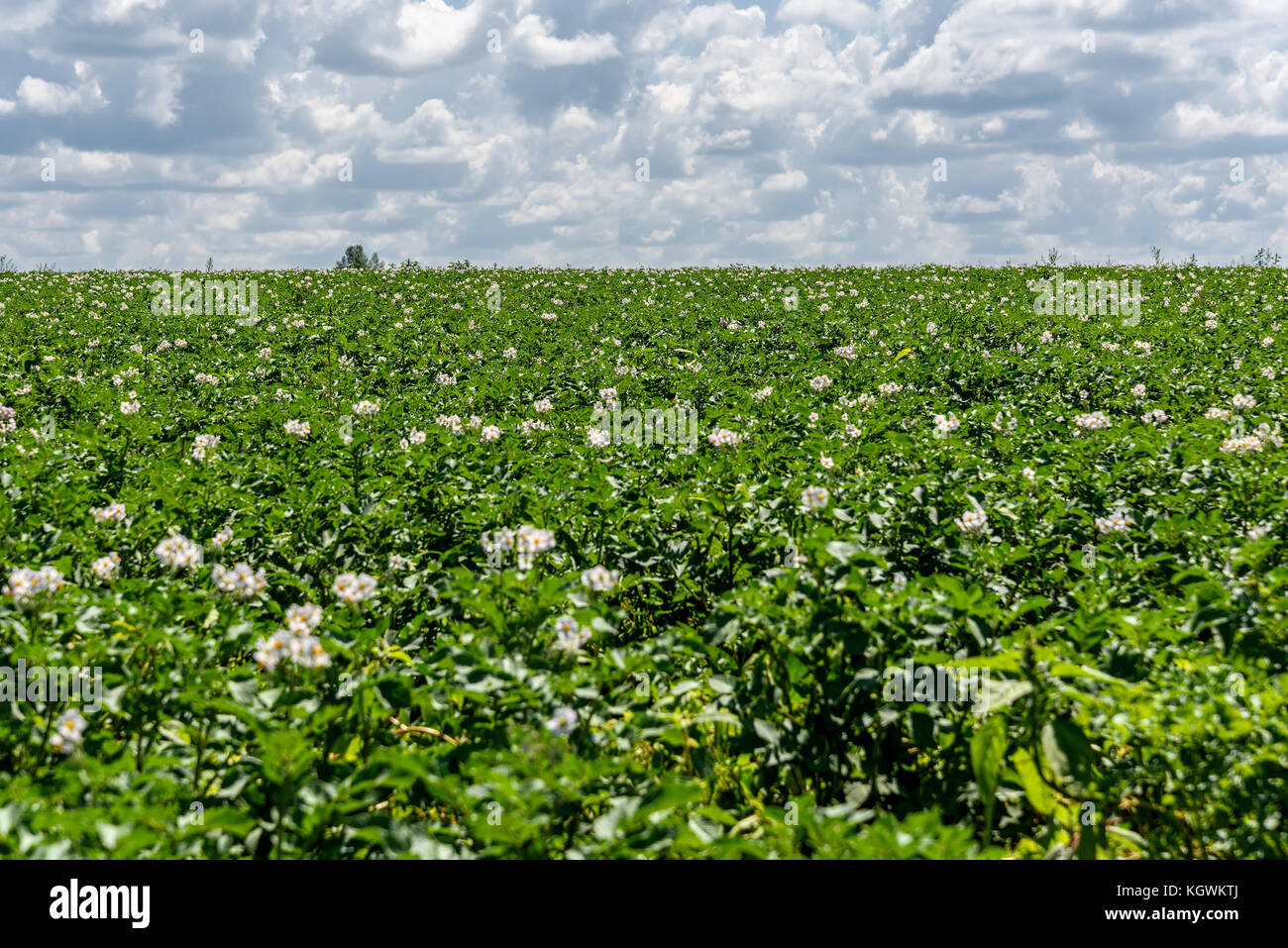Beautiful rural landscape with bright green field flowering potatoes ...