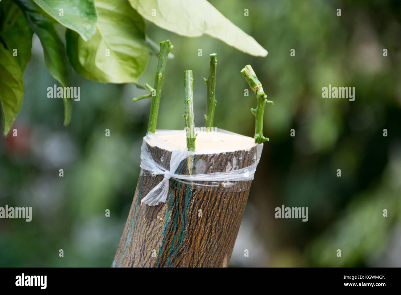 Grafting of eatable citrus trees (orange, pomelo, tangerine) onto a ...