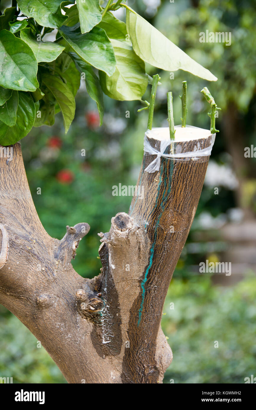 Grafting of eatable citrus trees (orange, pomelo, tangerine) onto a ...