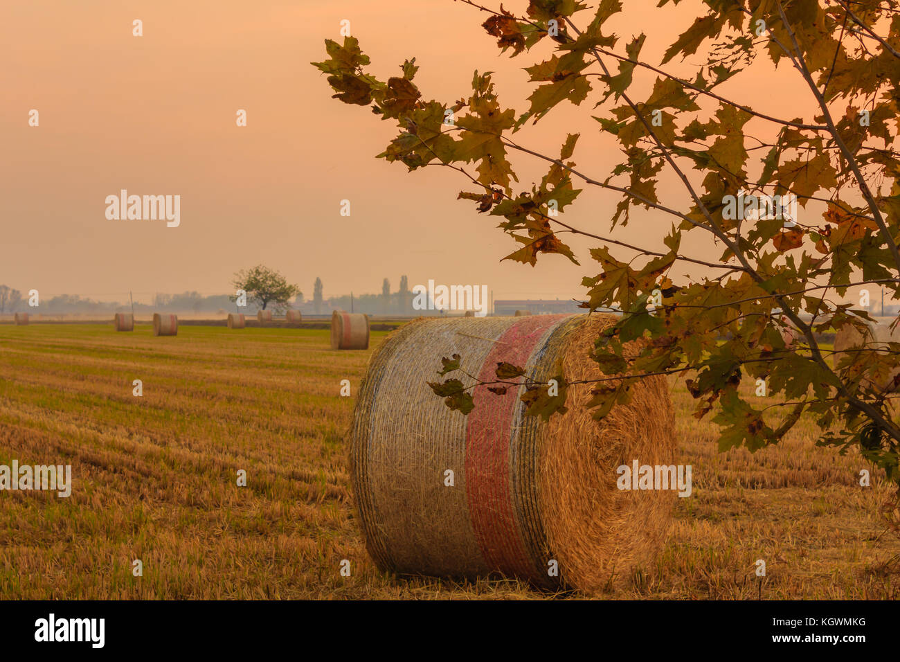 cylindrical bales of hay called round bales packed in colored nets ...