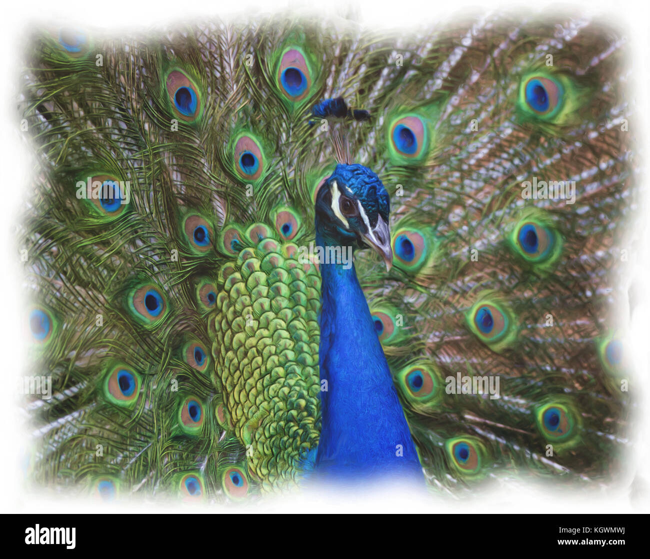 Digital painting of Portrait of Peacock Stock Photo - Alamy