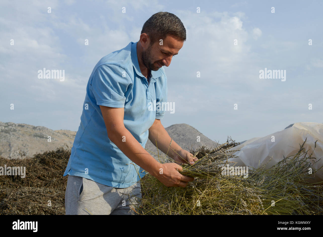 ALBANIA, Shkodra, farming of herbal and medical plants, Lavender field ...