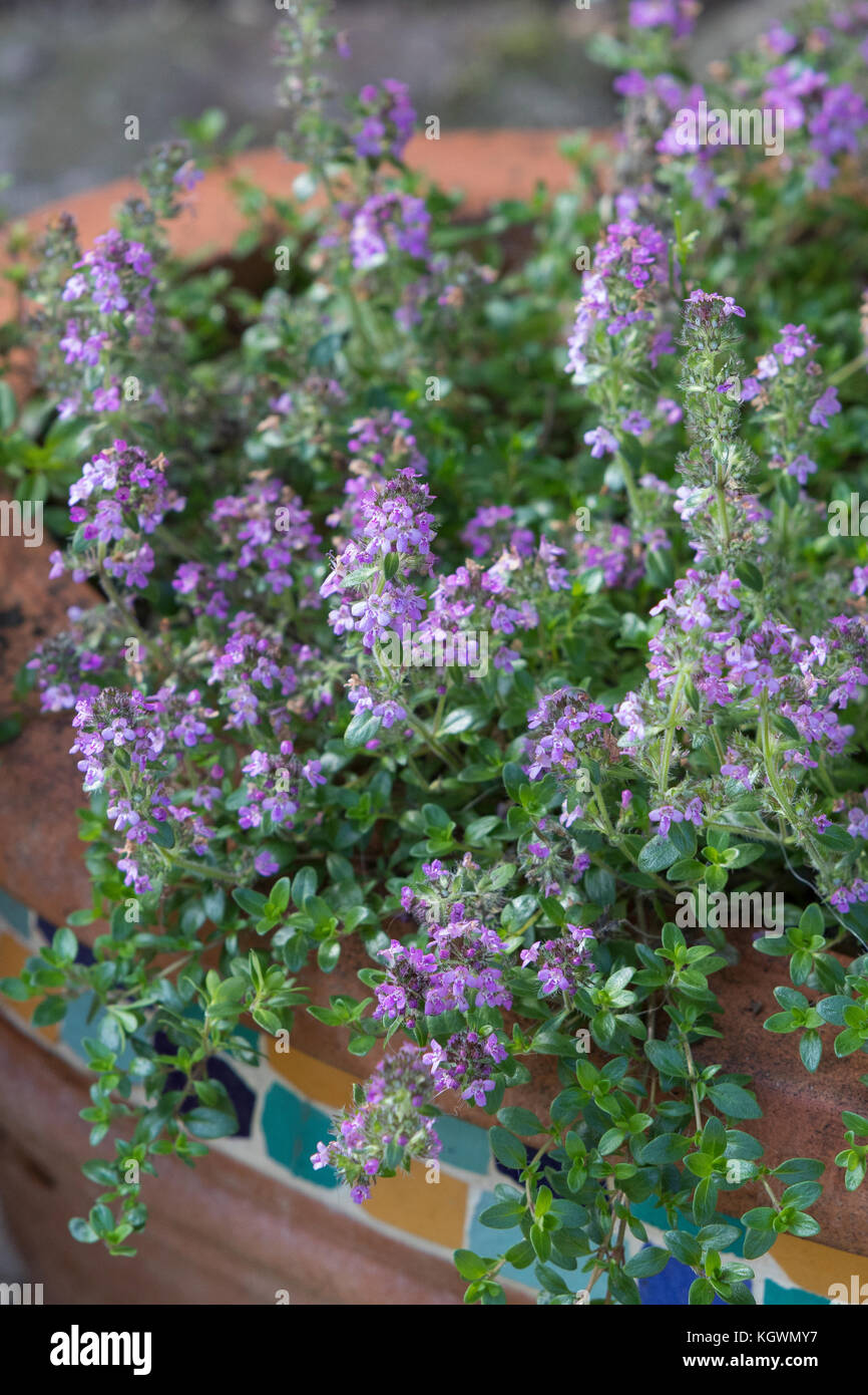 The sand thyme thymus serpyllum hi-res stock photography and images - Alamy