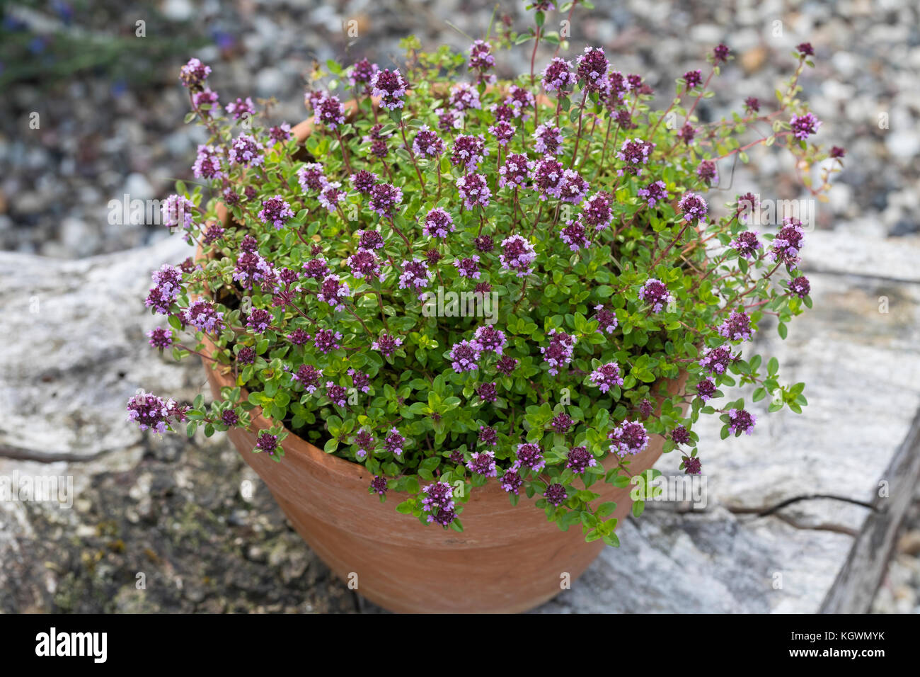 Thymian im Topf, Blumentopf, Feld-Thymian, Feldthymian, Wilder Thymian ...