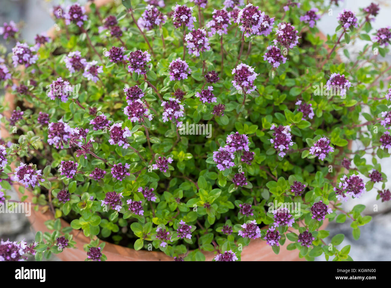 Thymian im Topf, Blumentopf, Feld-Thymian, Feldthymian, Wilder Thymian ...