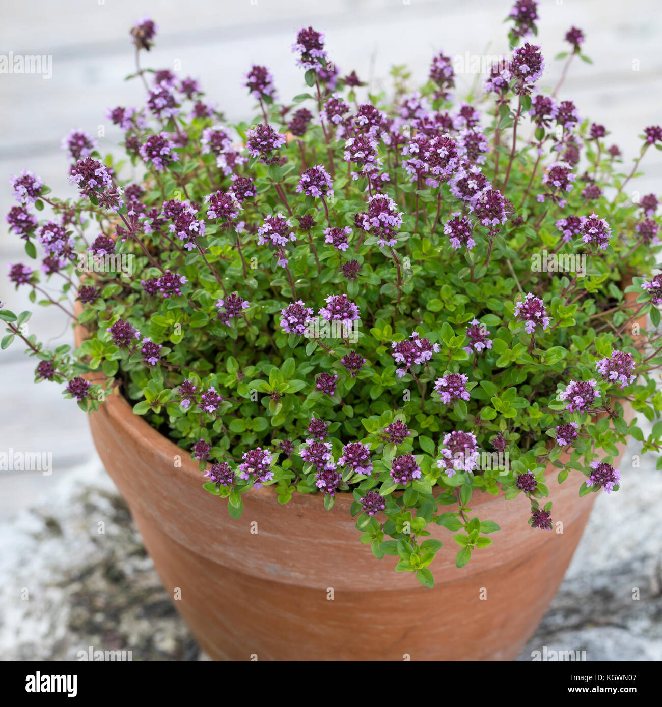 Thymian im Topf, Blumentopf, Feld-Thymian, Feldthymian, Wilder Thymian ...