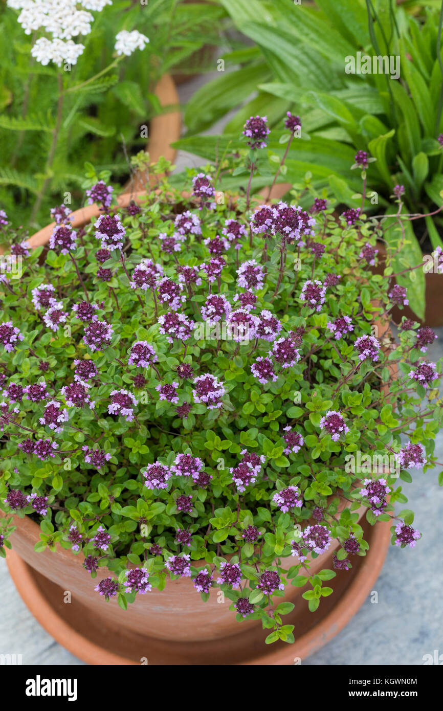 Thymian, Schafgarbe und Spitz-Wegerich im Topf, Blumentopf, Feld ...