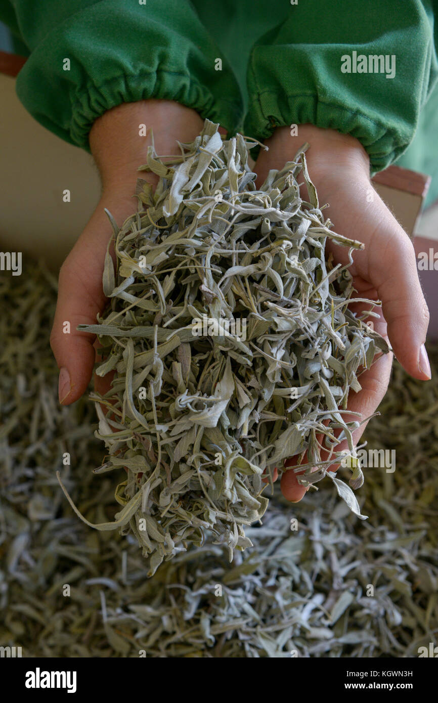 ALBANIA, Cape Rodonit, processing of herbal and medical plants at ...
