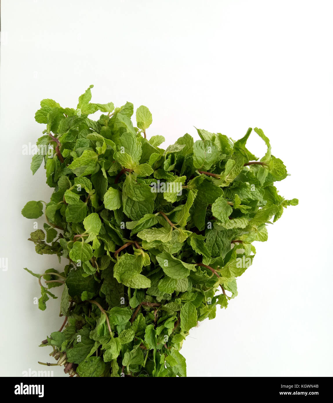 Fresh Mint Leaves Stock Photo - Alamy