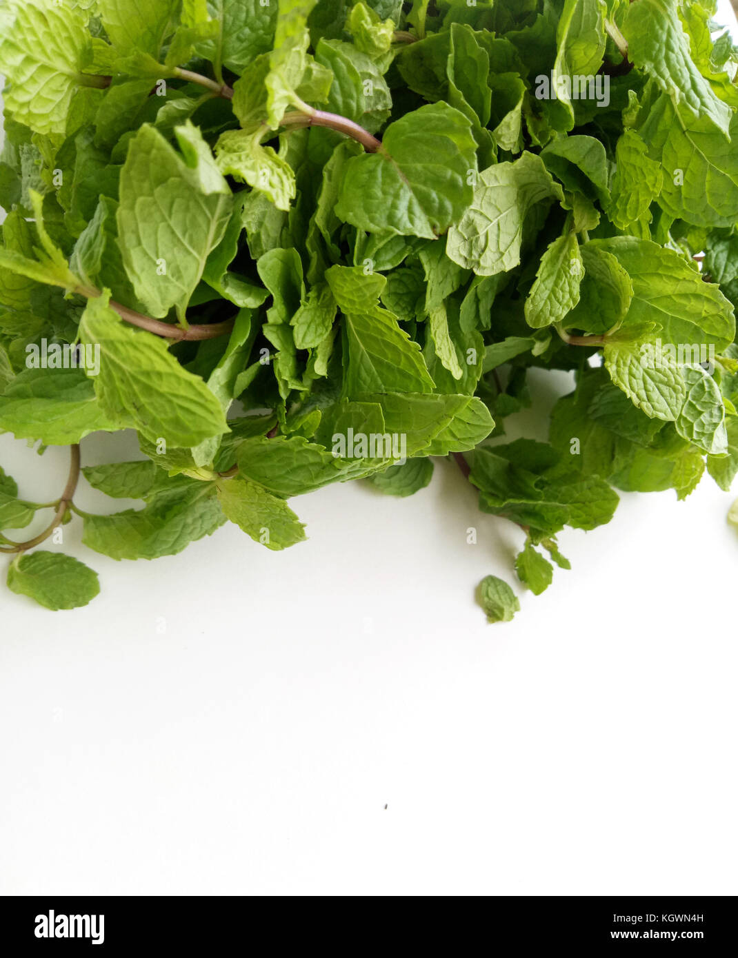 Fresh Mint Leaves Stock Photo - Alamy