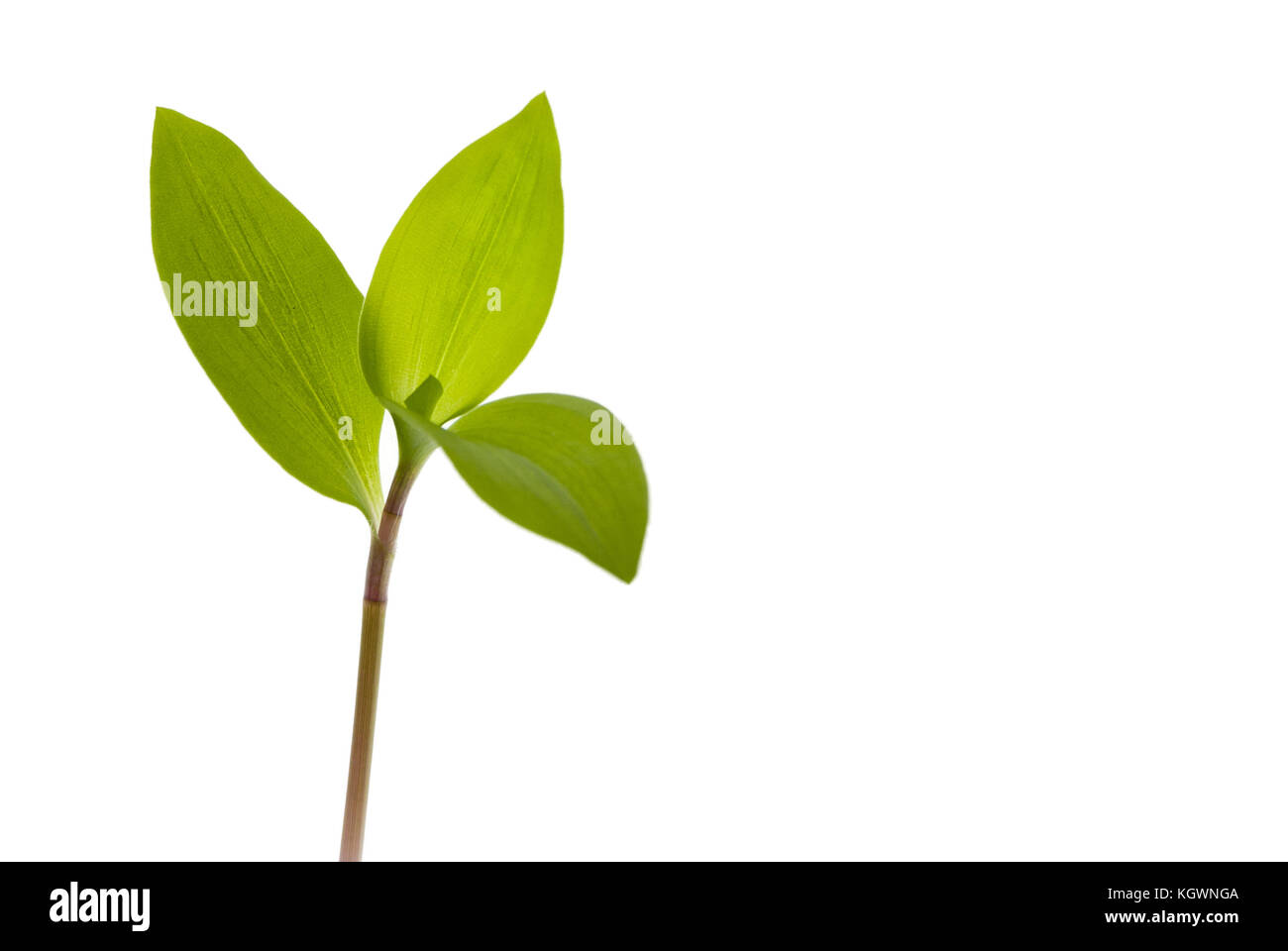 Bright green sprout hi-res stock photography and images - Alamy