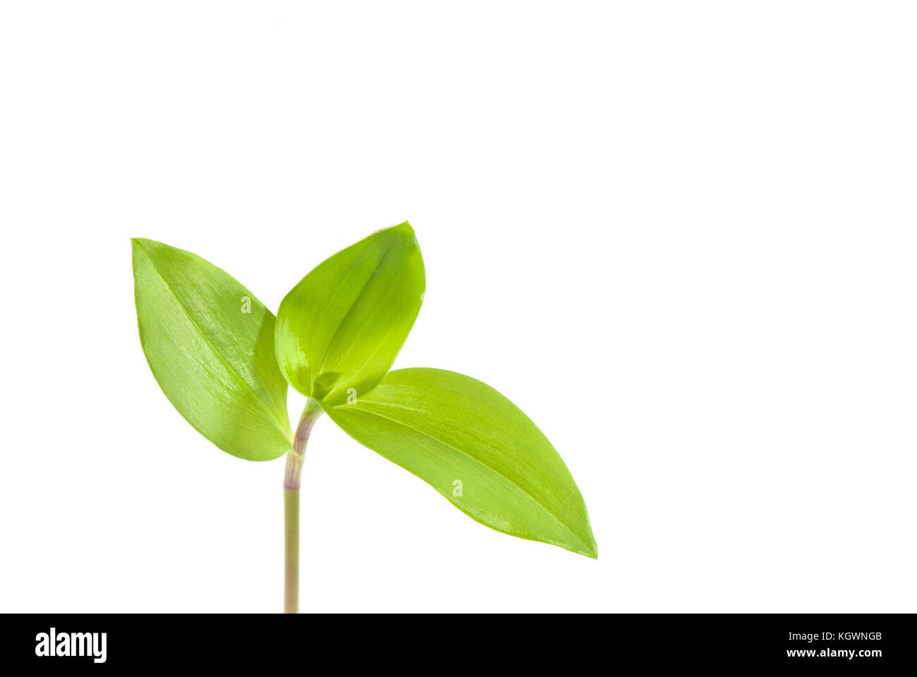 delicate bright green sprout isolated Stock Photo - Alamy