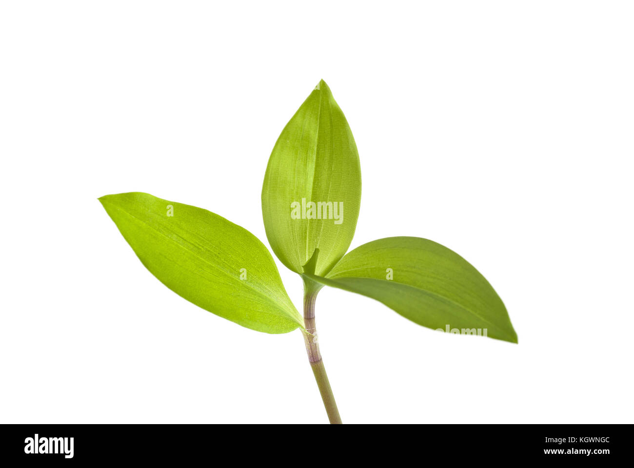 Bright green sprout hi-res stock photography and images - Alamy
