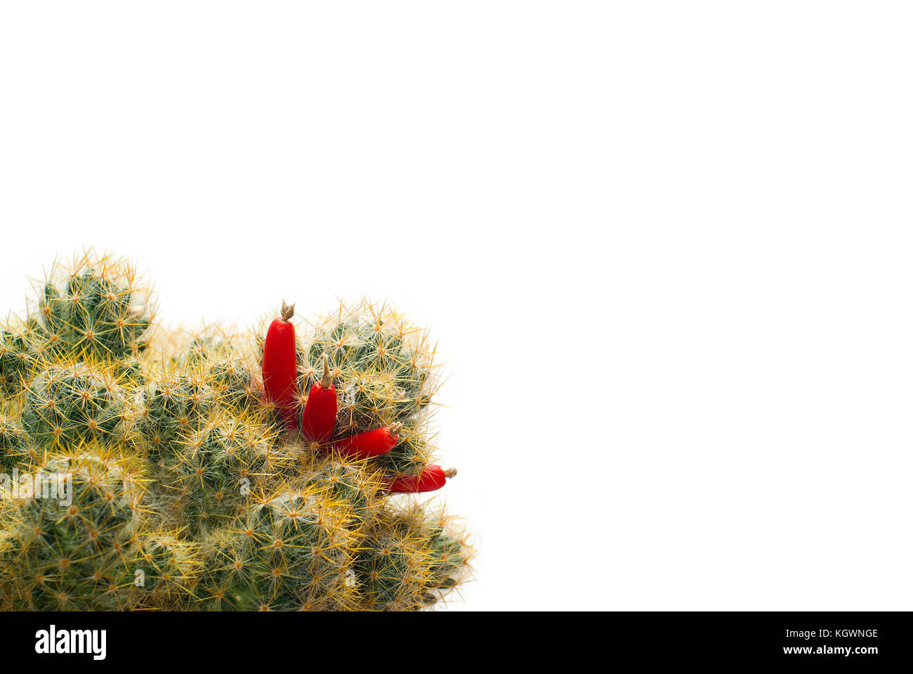 Furry cactus hi-res stock photography and images - Alamy