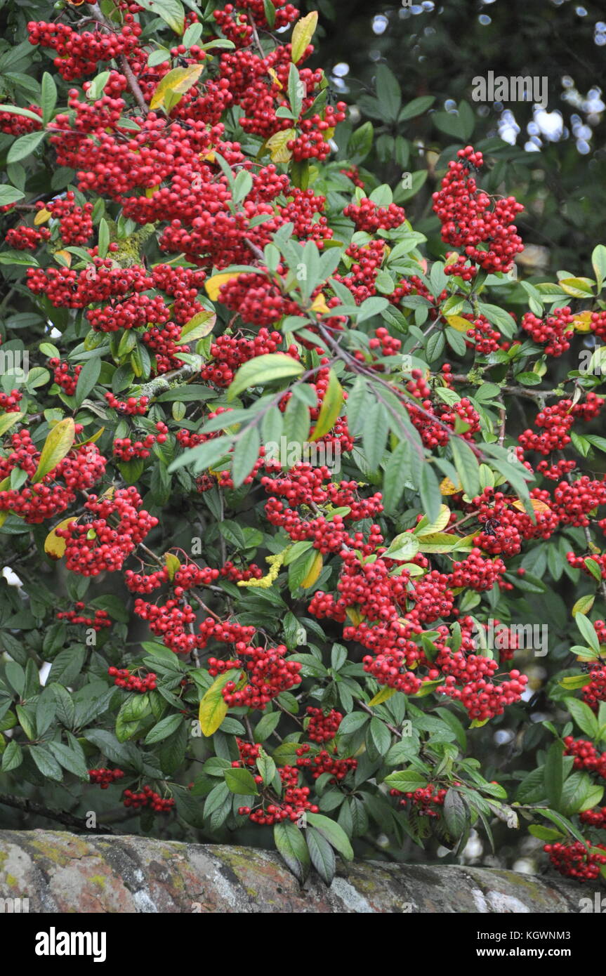 Pyracantha berries hi-res stock photography and images - Alamy
