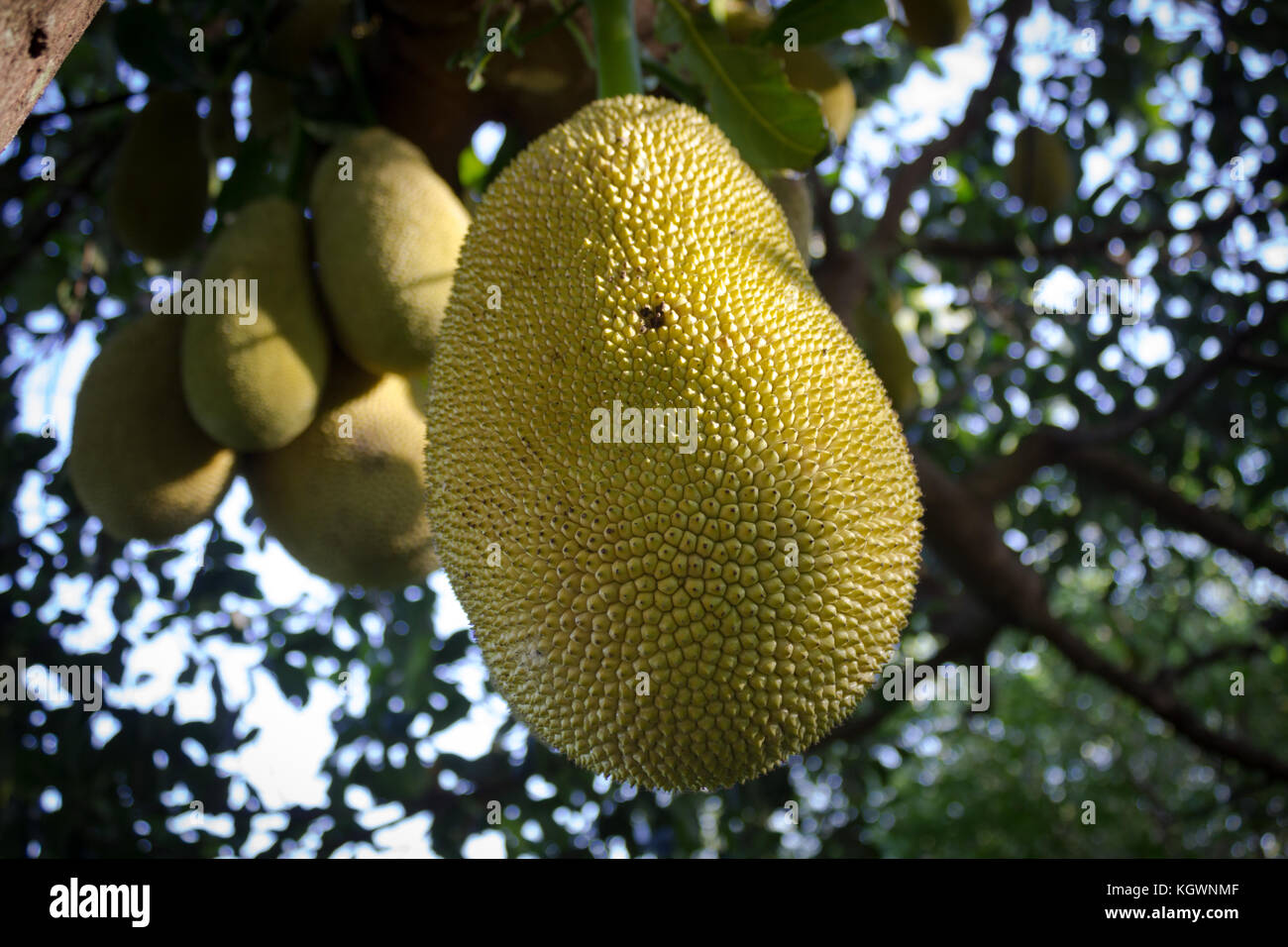 Jackfruit on tree Stock Photo - Alamy