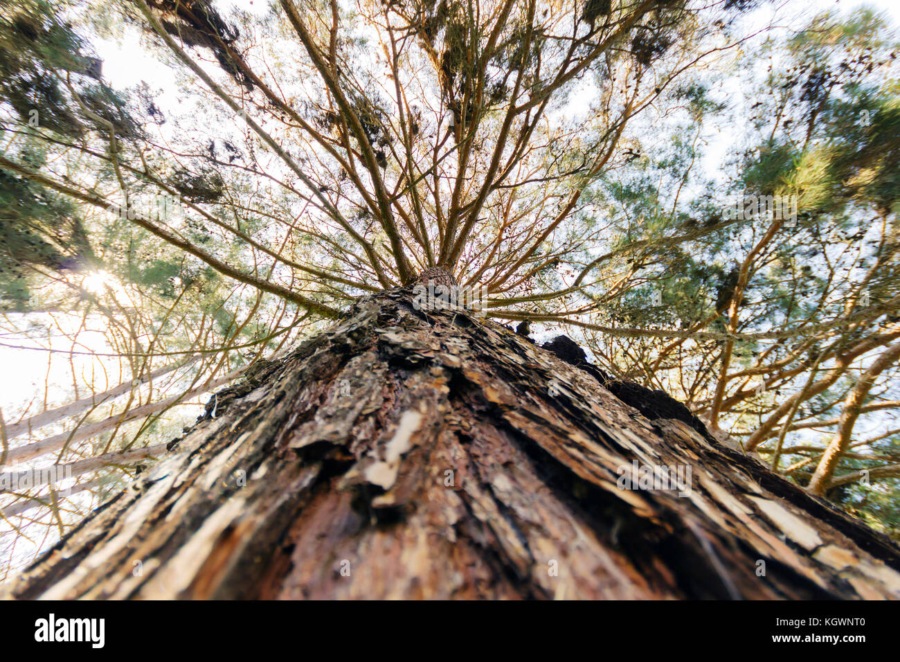 big tree from above on a forest at the afternoon Stock Photo - Alamy