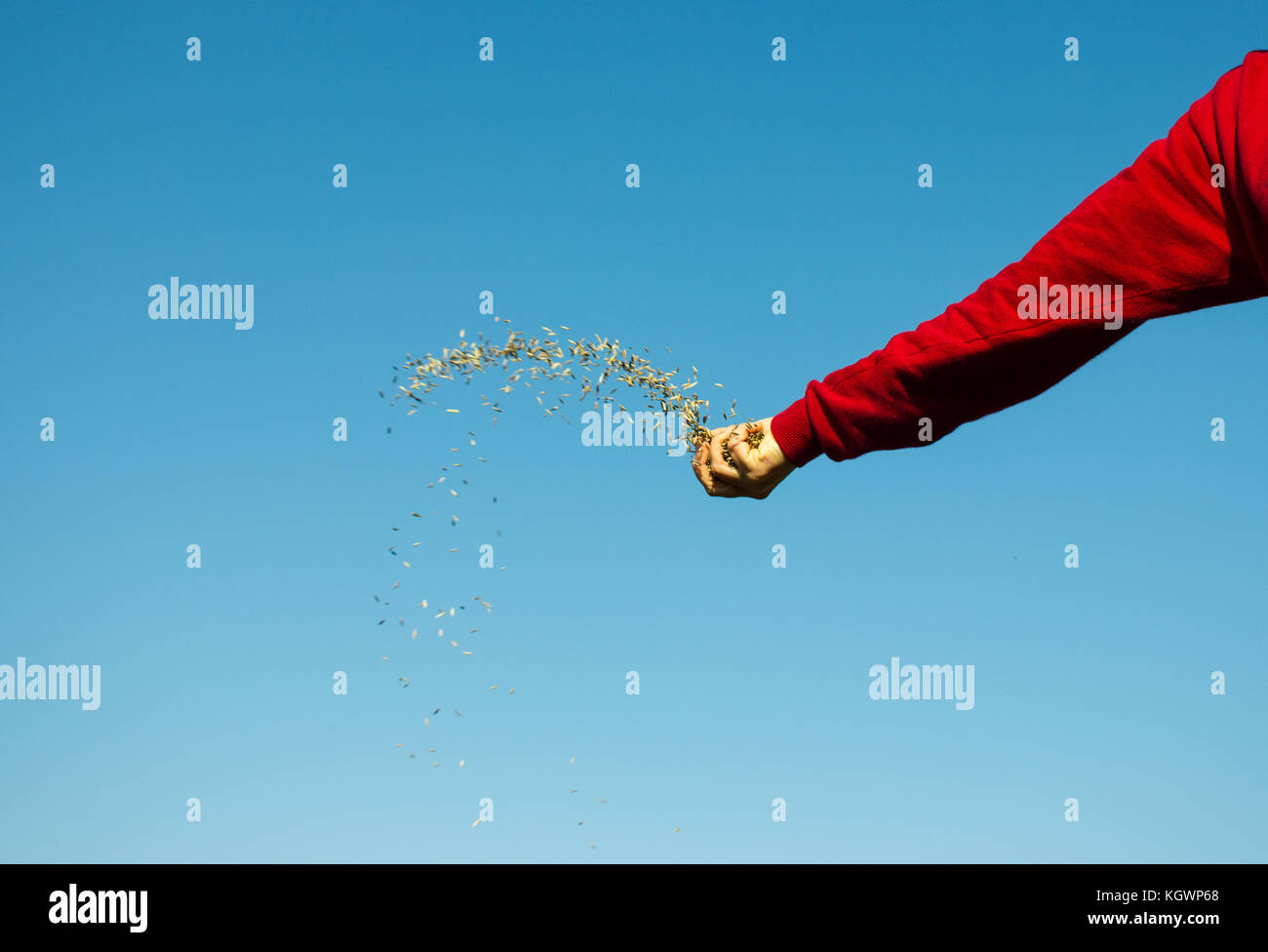 Farmer Throwing Seeds High Resolution Stock Photography and Images - Alamy