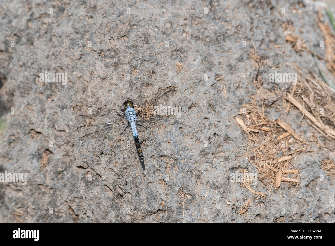 African dragonfly hi-res stock photography and images - Alamy