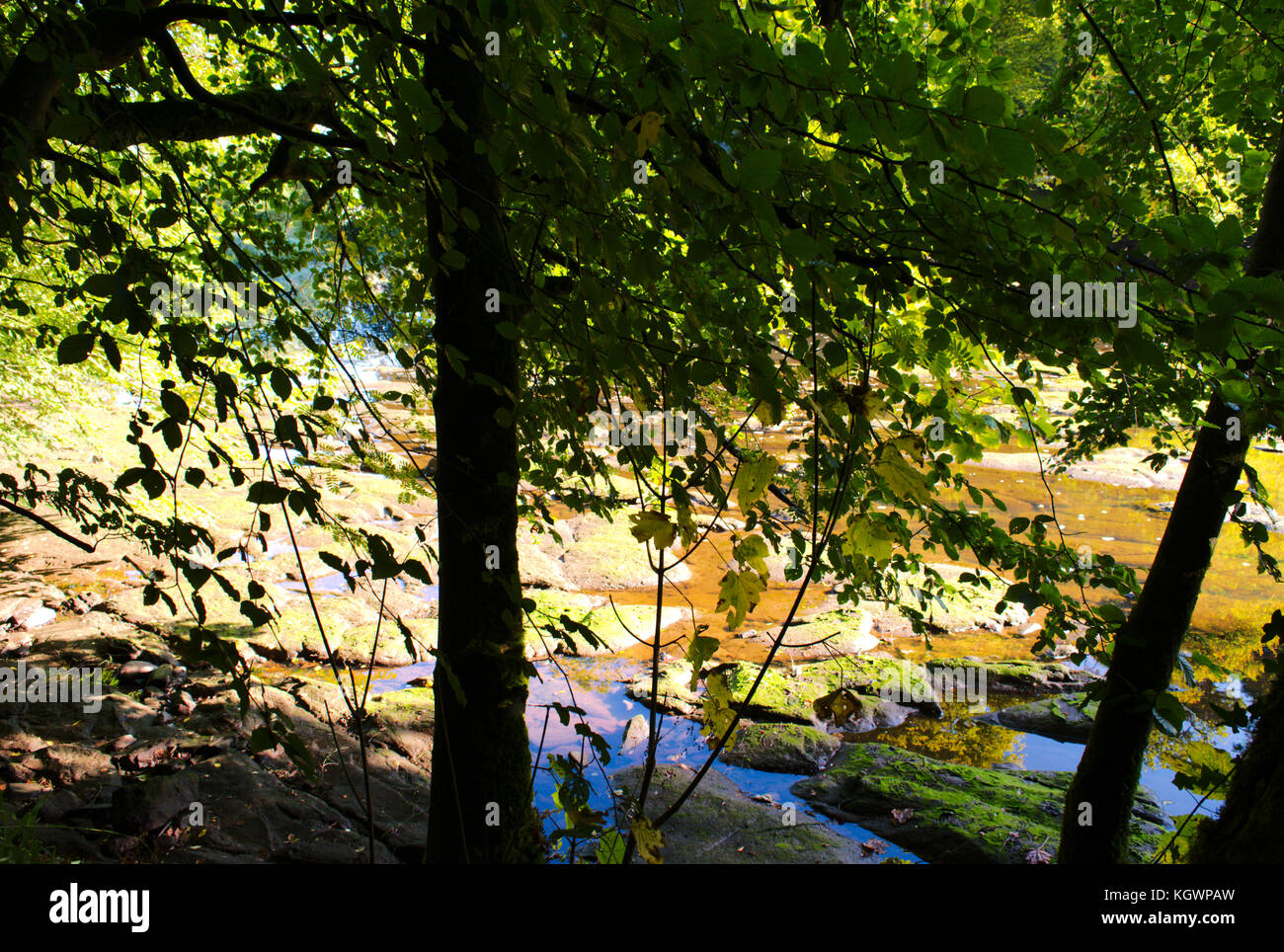 View between riverside trees Stock Photo - Alamy