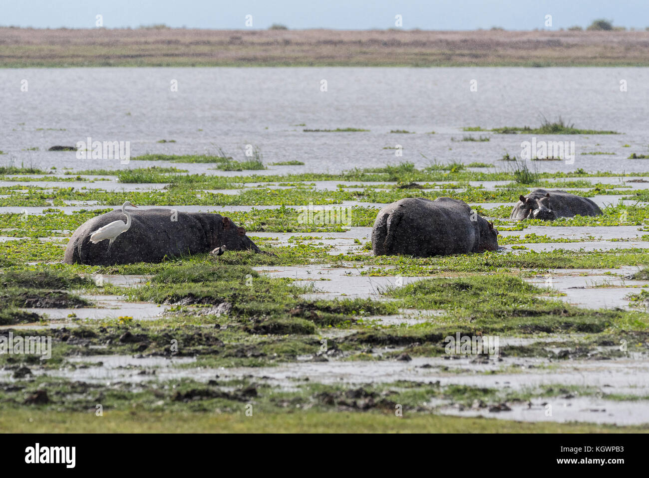 Semi-submerged Hippopotamus in the rain Stock Photo - Alamy