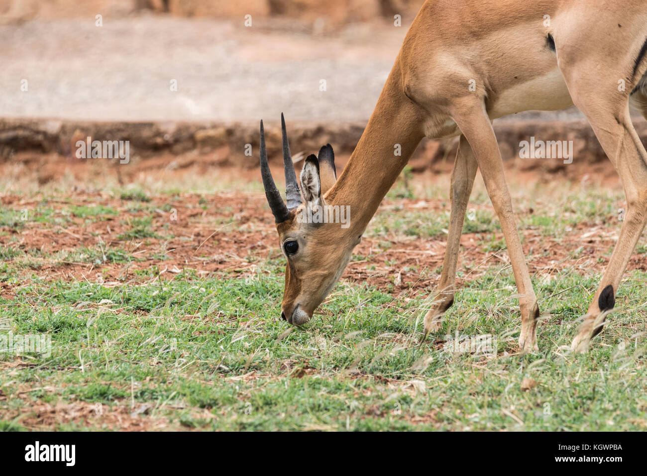 Feeding Impala (Aepyceros melampus) in the grounds of a Safari Lodge ...