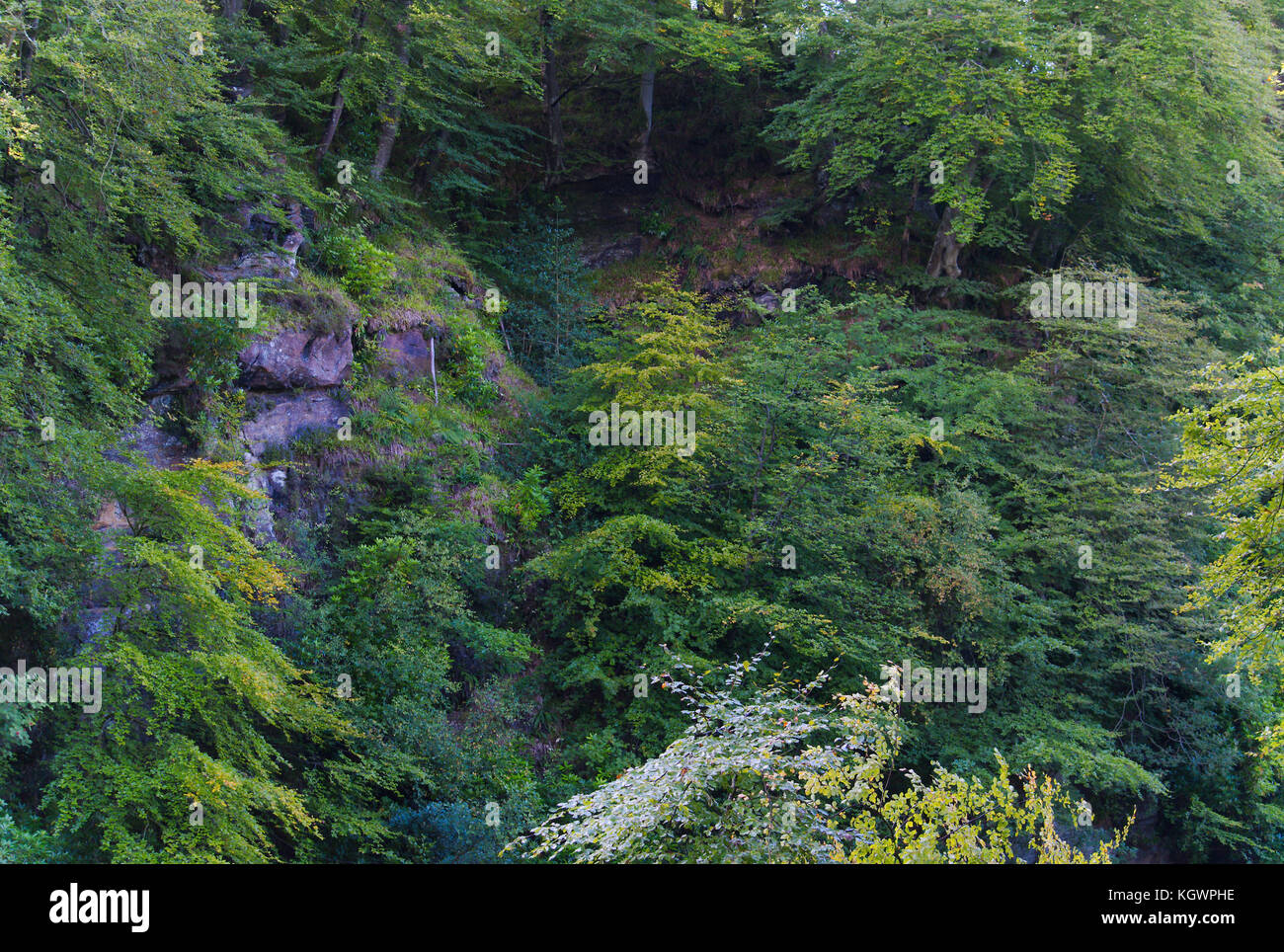 Tree fringed cliff face Stock Photo - Alamy