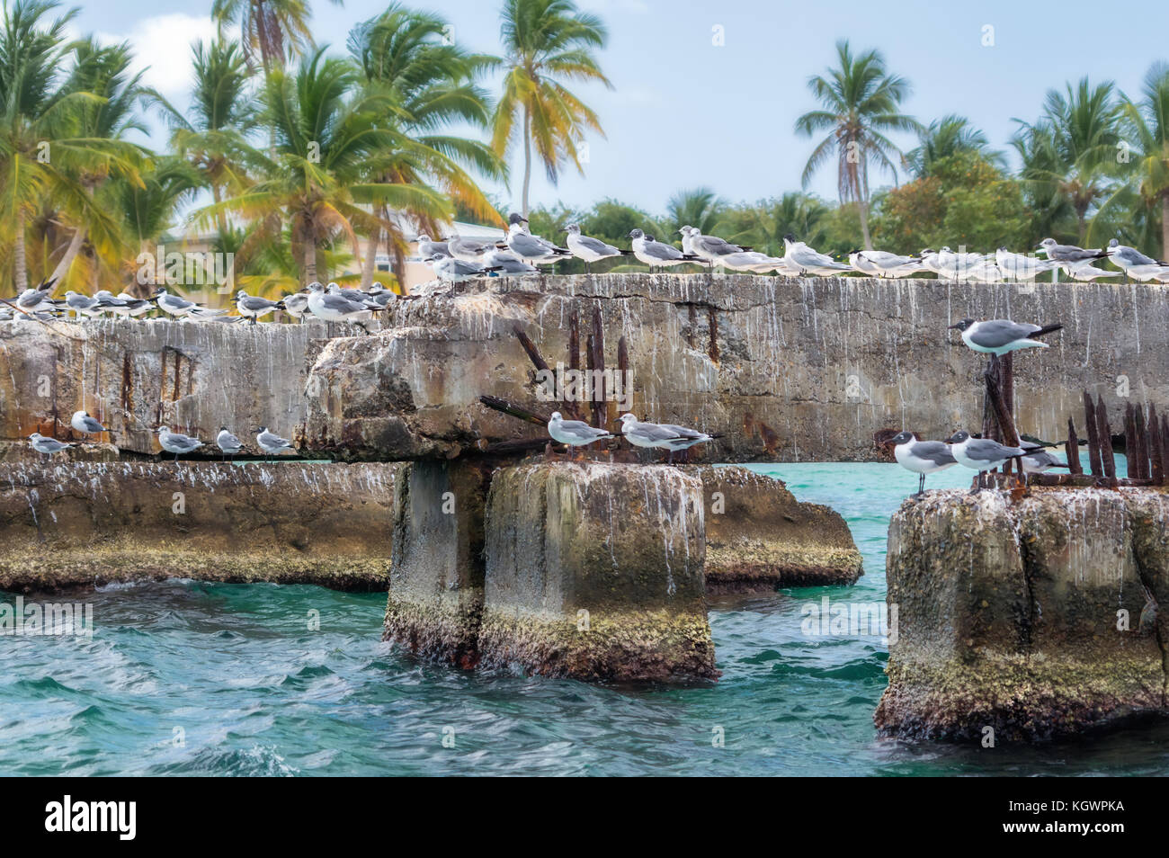 Gulls sitting on a concrete structure near the sea shore Stock Photo ...
